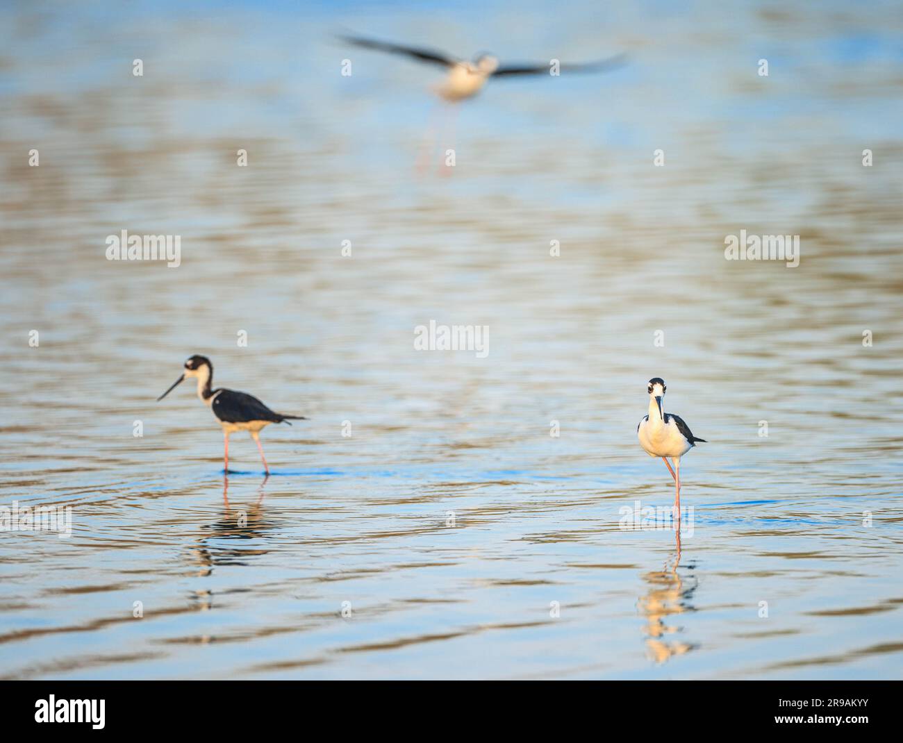 American Monjita, Himantopus mexicanus,Himantopus leucocephalus ...
