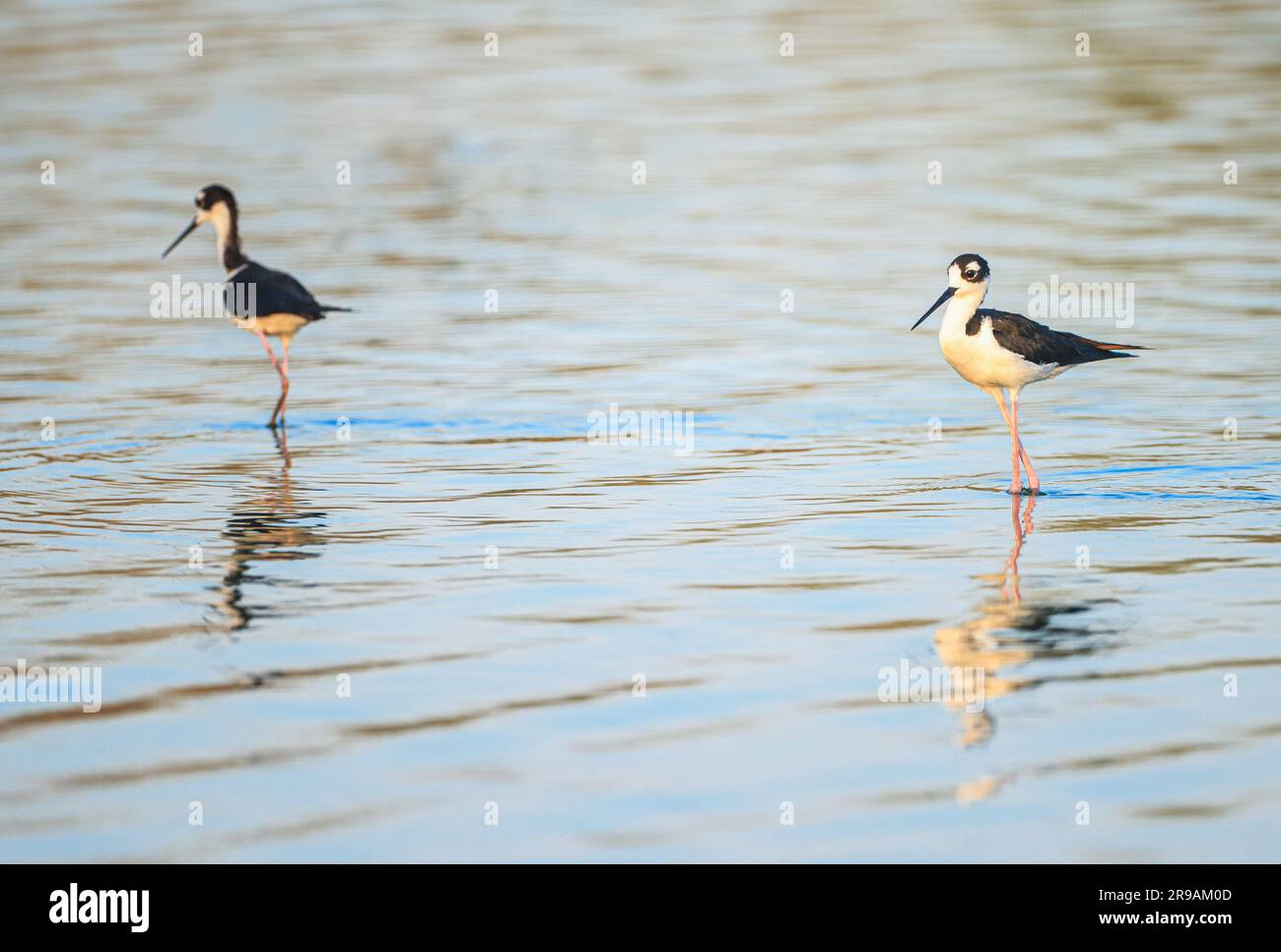 American Monjita, Himantopus mexicanus,Himantopus leucocephalus ...