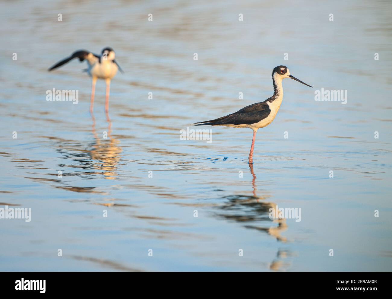 American Monjita, Himantopus mexicanus,Himantopus leucocephalus ...
