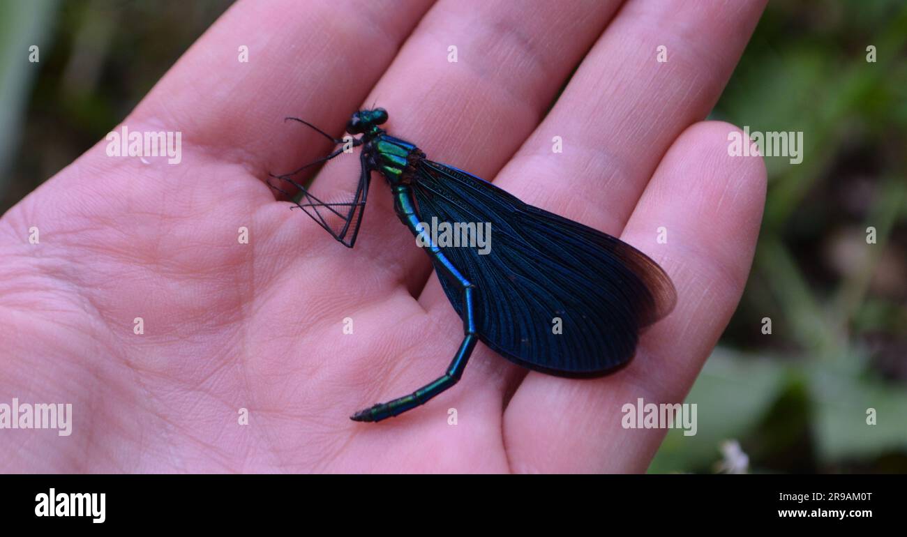 Metalic blue dragonfly hi-res stock photography and images - Alamy