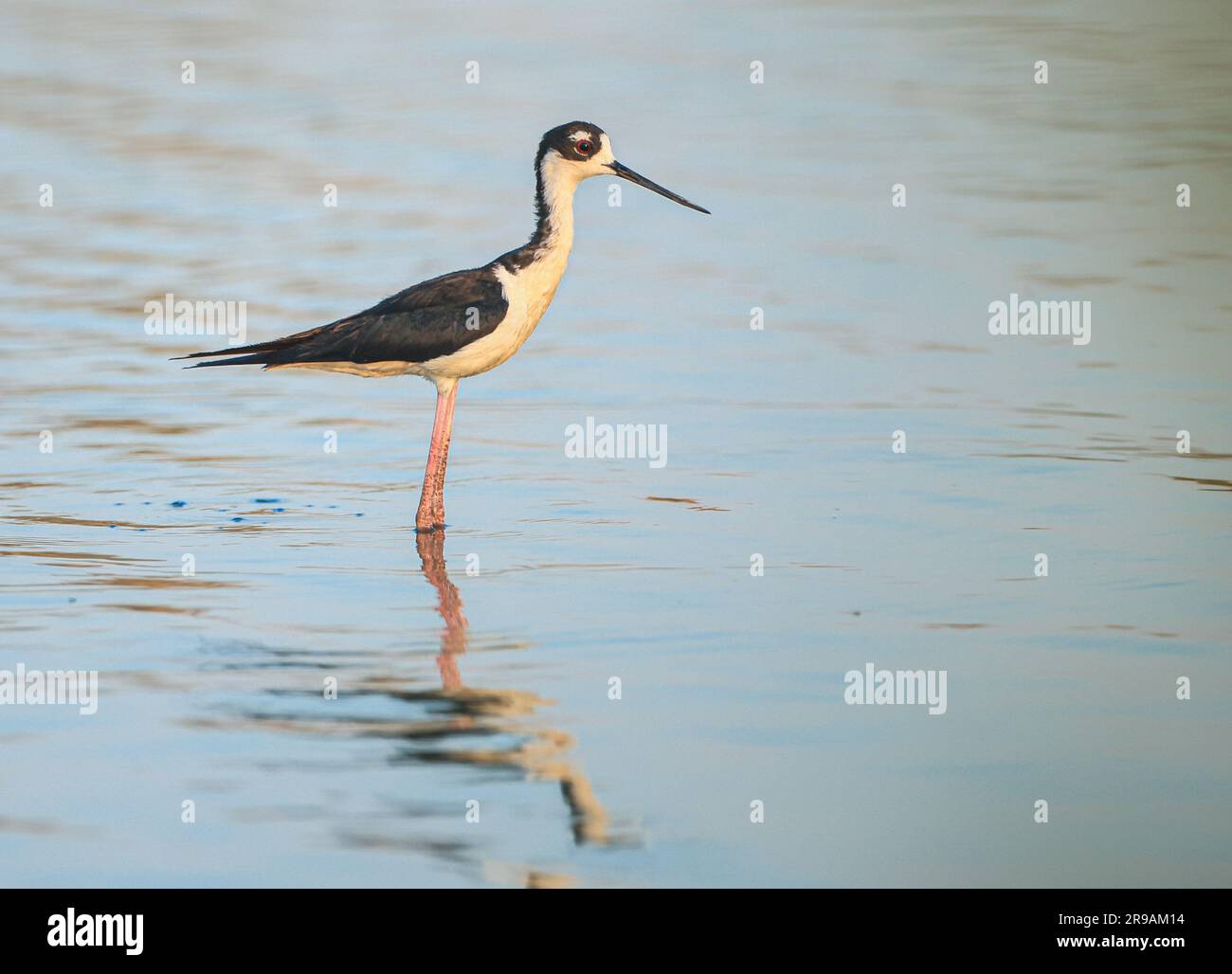 American Monjita, Himantopus mexicanus,Himantopus leucocephalus ...