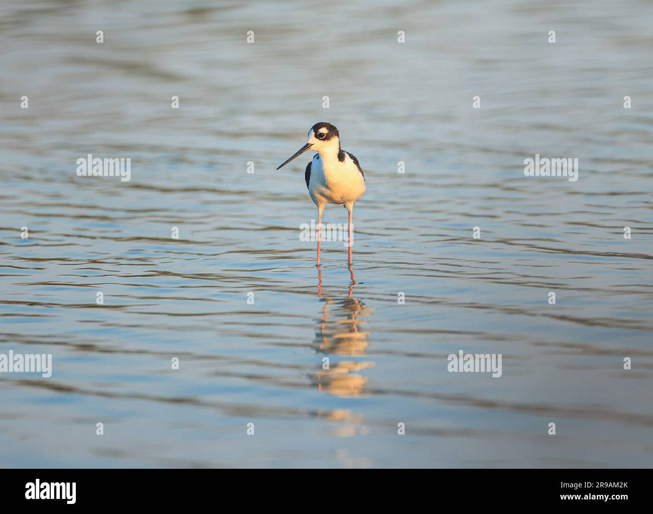 American Monjita, Himantopus mexicanus,Himantopus leucocephalus ...