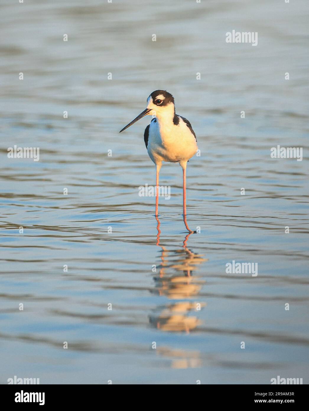 American Monjita, Himantopus mexicanus,Himantopus leucocephalus ...