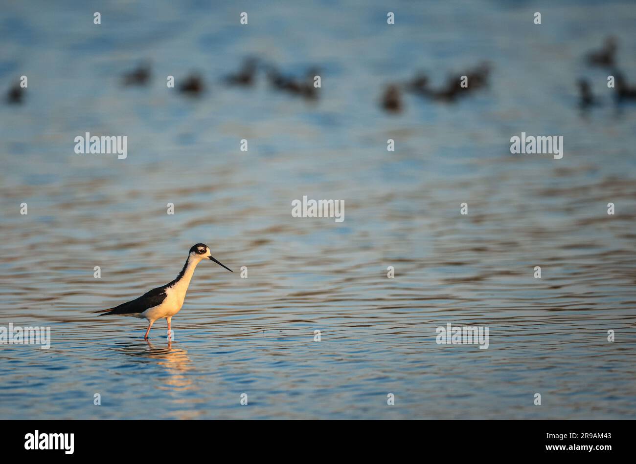 American Monjita, Himantopus mexicanus,Himantopus leucocephalus ...