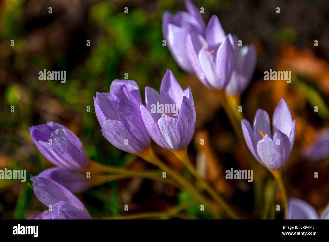 Purple crocus flowers in Kenaupark, an urban park in Haarlem city of ...