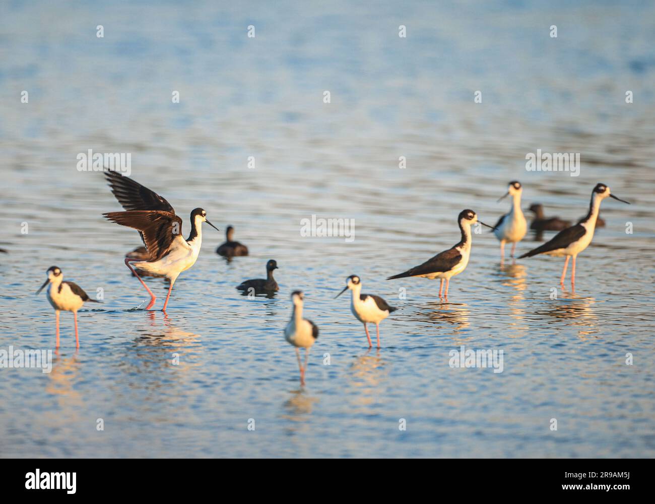 American Monjita, Himantopus mexicanus,Himantopus leucocephalus ...