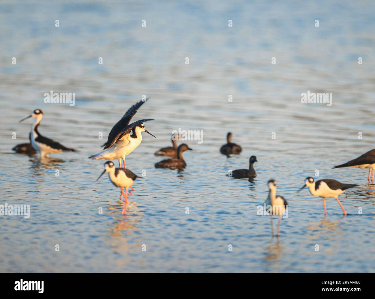 American Monjita, Himantopus mexicanus,Himantopus leucocephalus ...