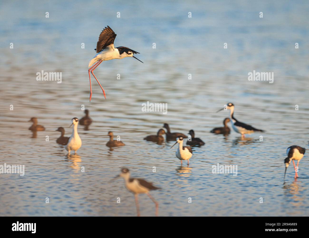 American Monjita, Himantopus mexicanus,Himantopus leucocephalus ...