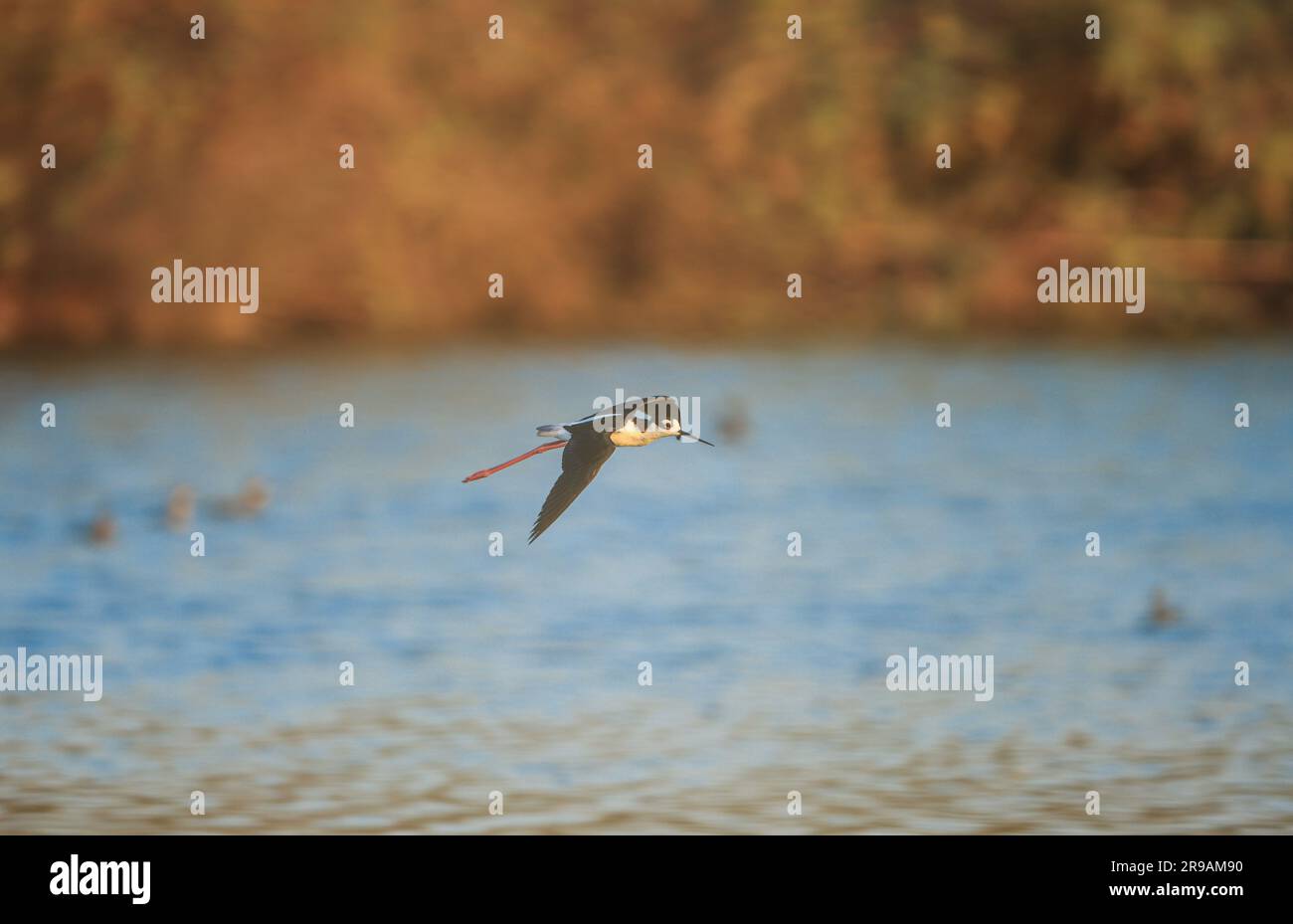 American Monjita, Himantopus mexicanus,Himantopus leucocephalus ...