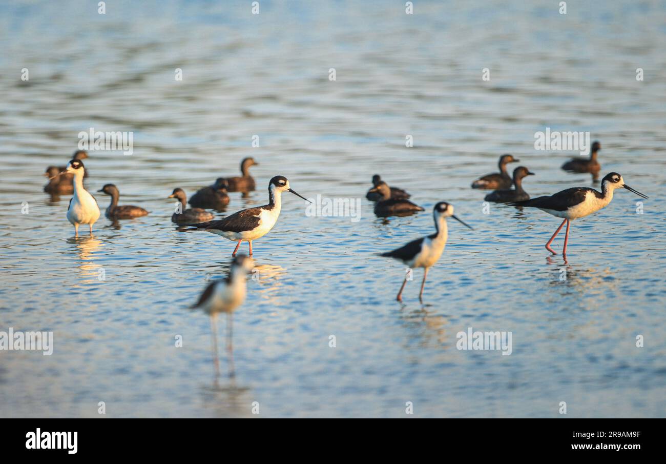 American Monjita, Himantopus mexicanus,Himantopus leucocephalus ...