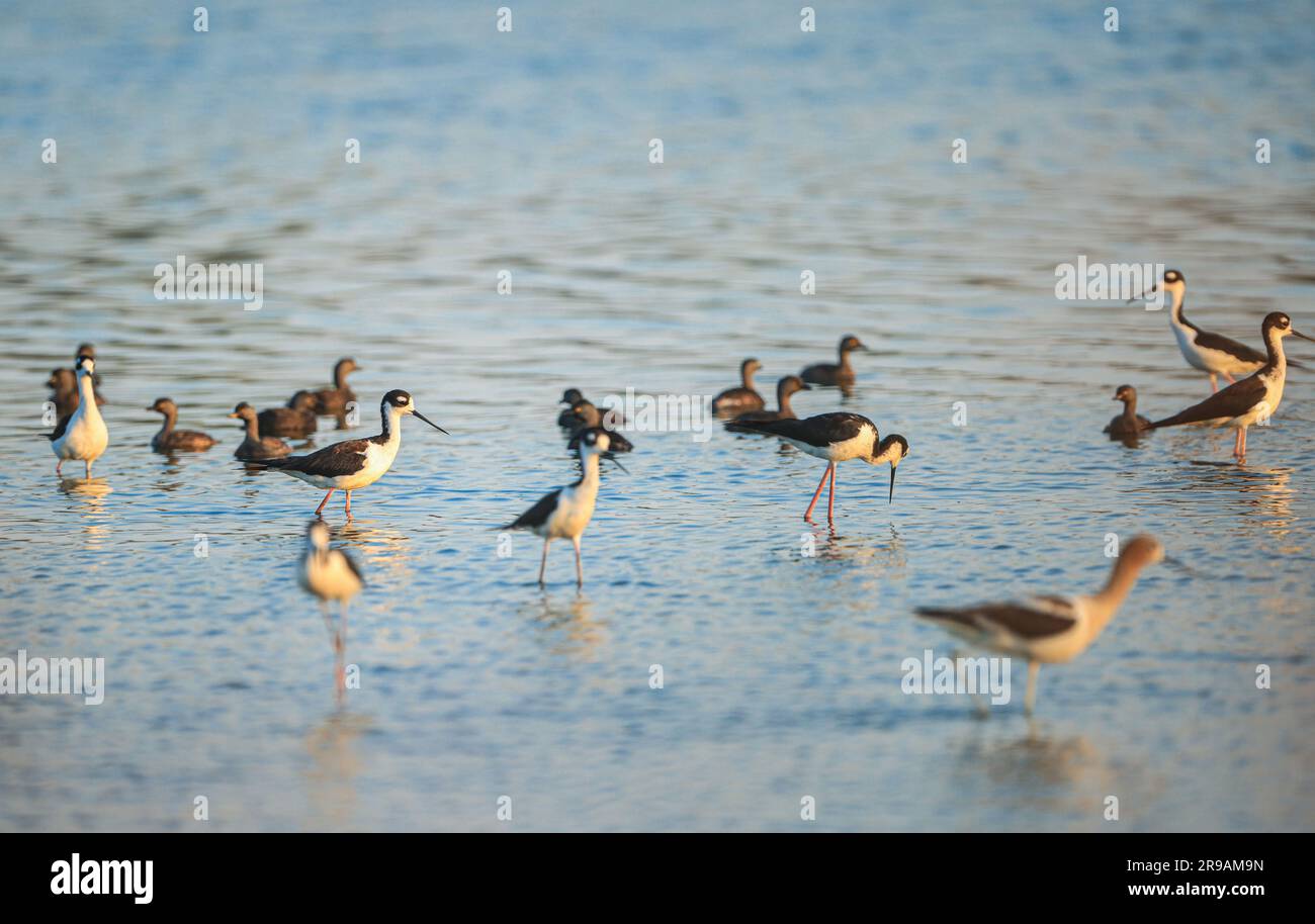 American Monjita, Himantopus mexicanus,Himantopus leucocephalus ...