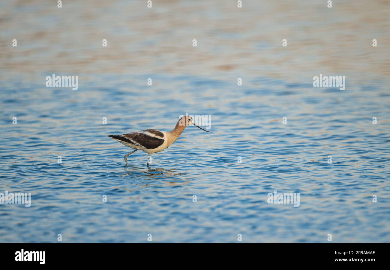 American Monjita, Himantopus mexicanus,Himantopus leucocephalus ...