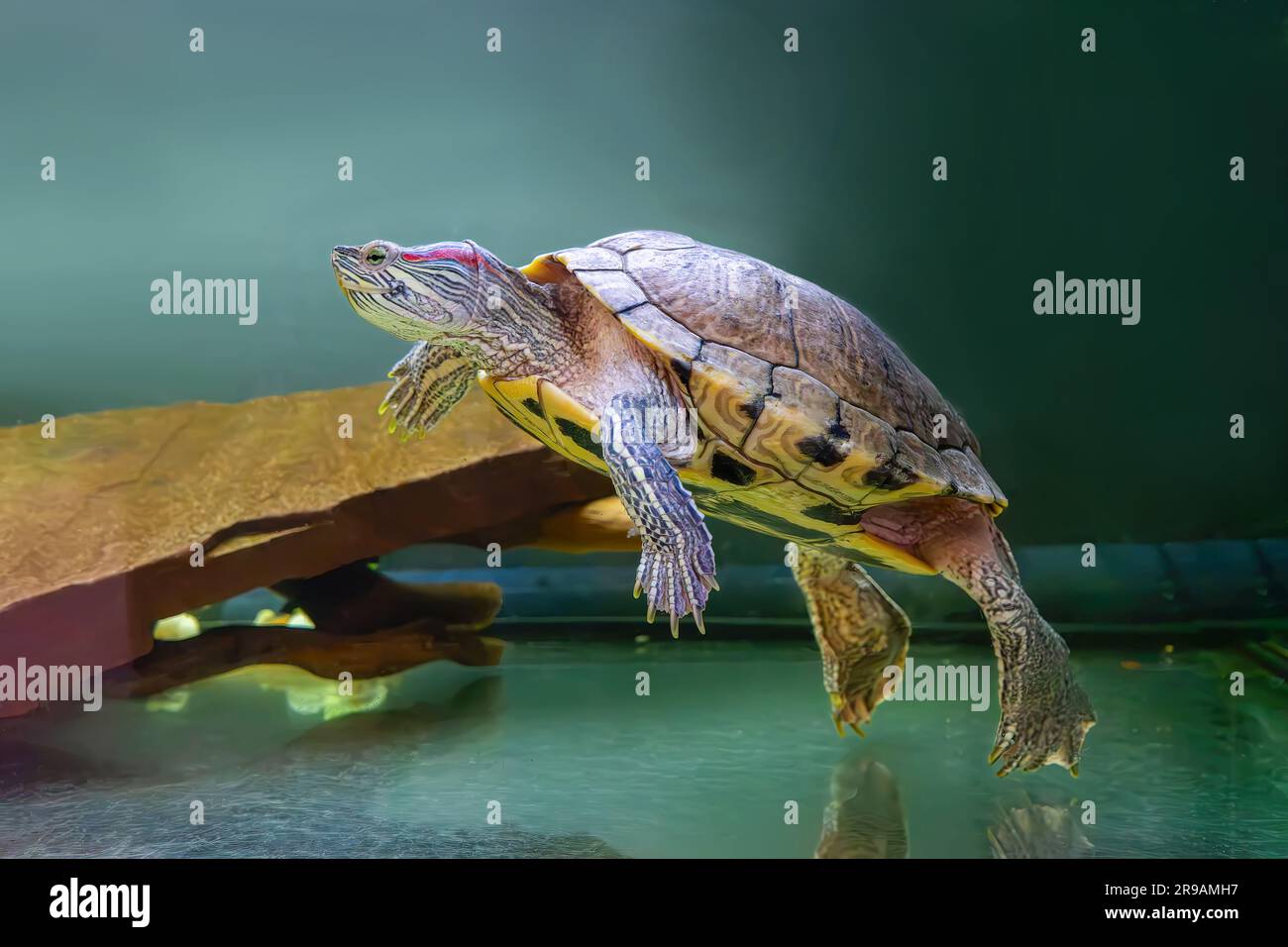 Domestic red eared turtle, Trachemys scripta in aquarium. Pond slider ...