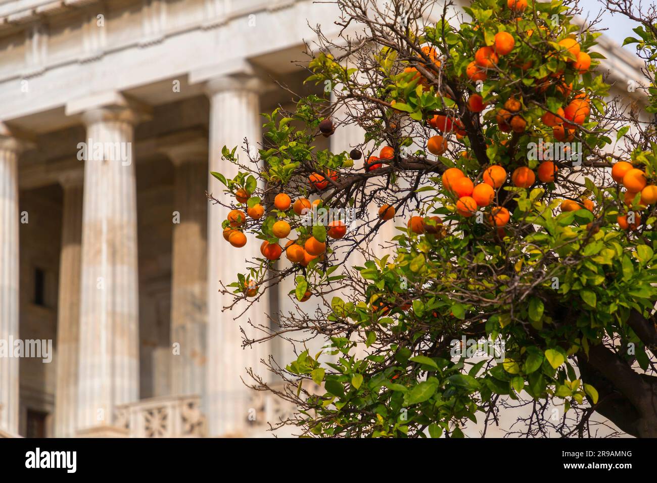 Orange trees in the garden of the Academy of Athens, Greece's national ...