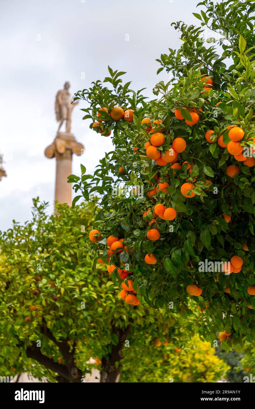 Orange trees in the garden of the Academy of Athens, Greece's national ...