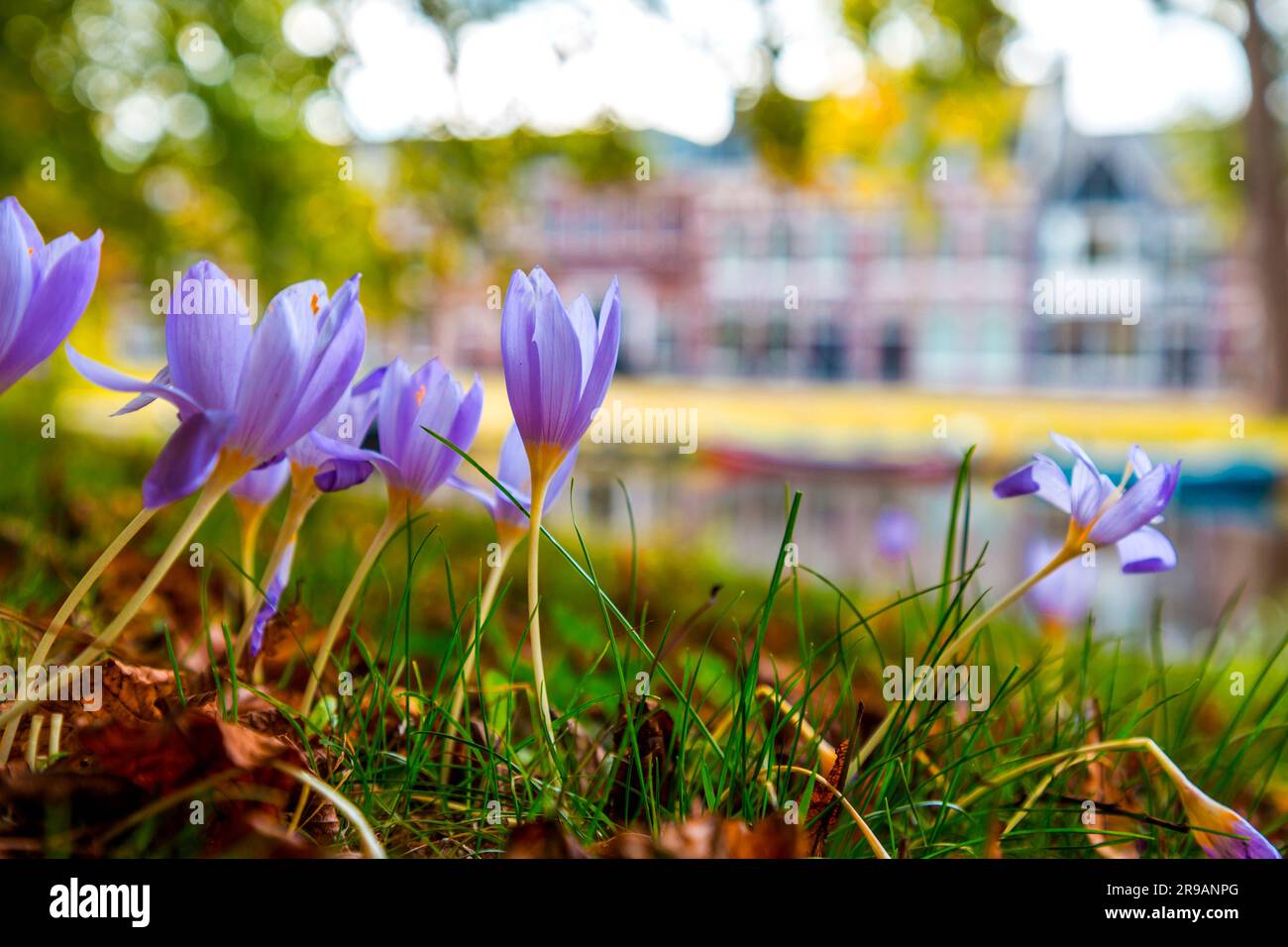Picturesque view from Kenaupark, an urban park in Haarlem city of the ...