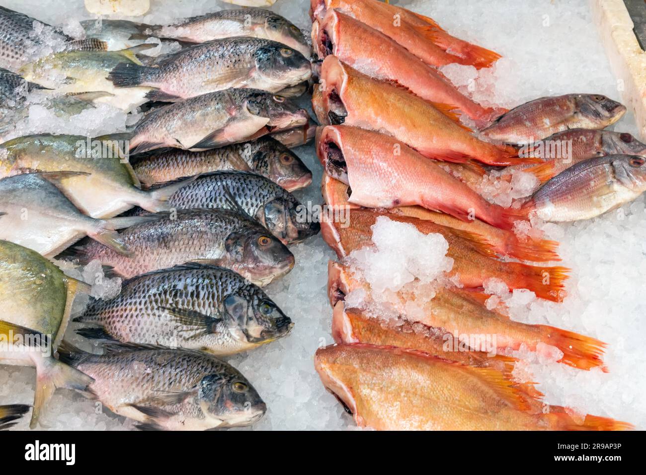 Fresh fish for sale at a market in London, Great Britain Stock Photo ...