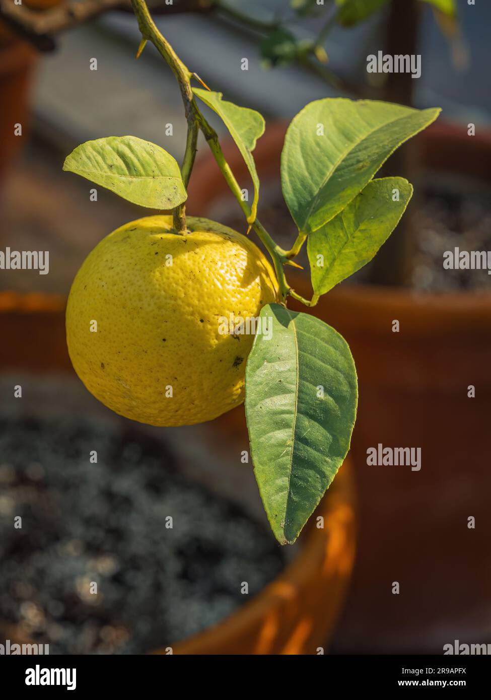 Bio organic lemon citrus fruit in a farm on a tree branch with leaves ...