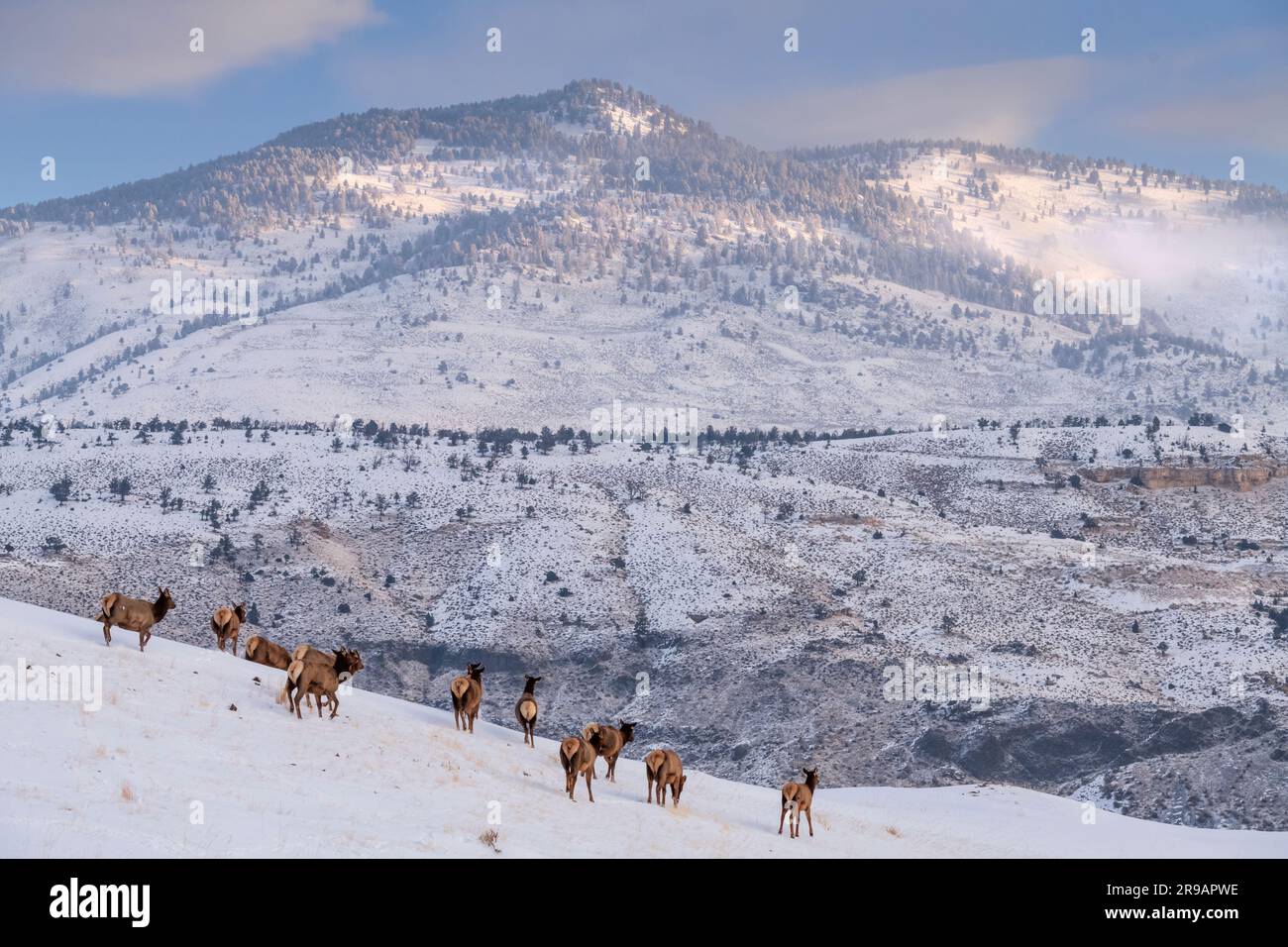 Yellowstone national park cow hi-res stock photography and images - Alamy