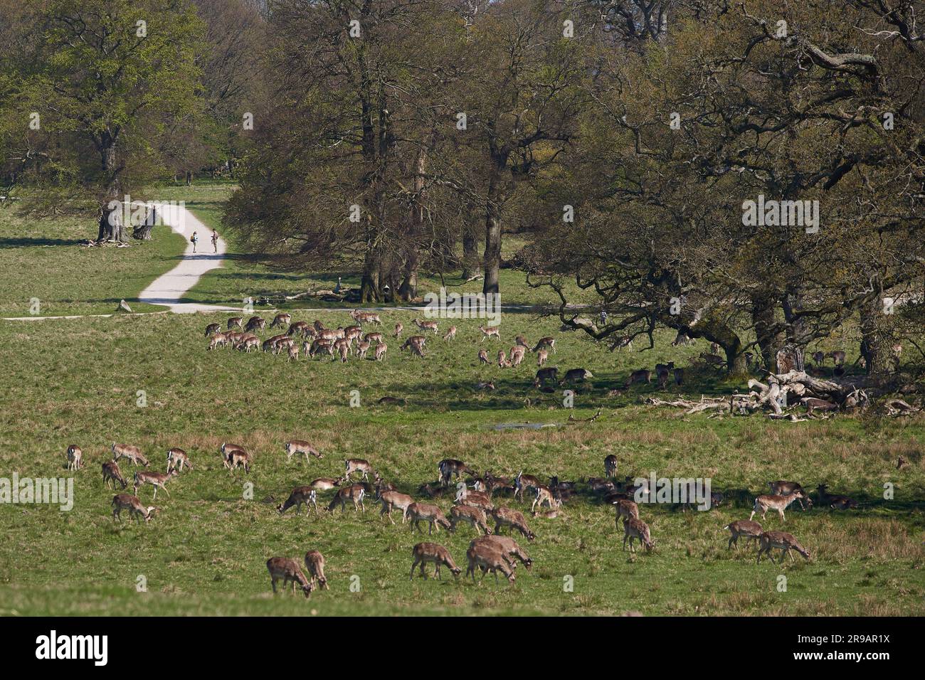 Jaegersborg Dyrehave, also known as Dyrehaven, is an 11 km2 forest park ...