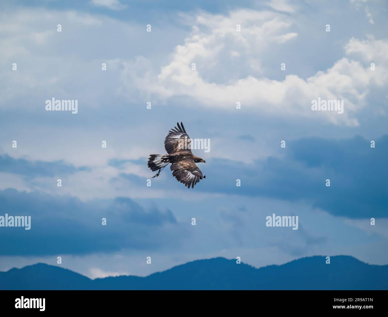 Black kite bird of prey flying in front of an alpine forest mountain ...