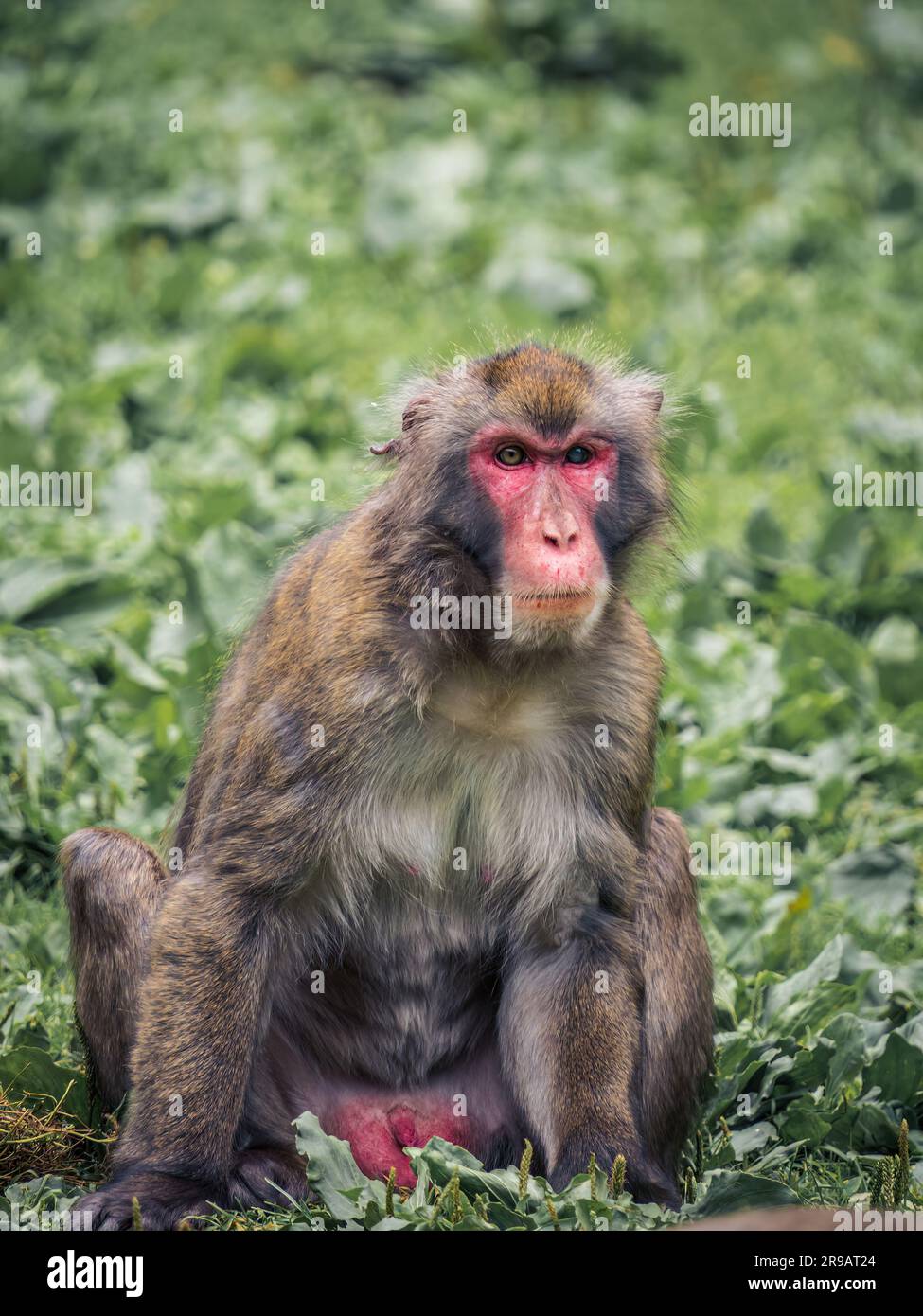 Red faced macaque hi-res stock photography and images - Alamy