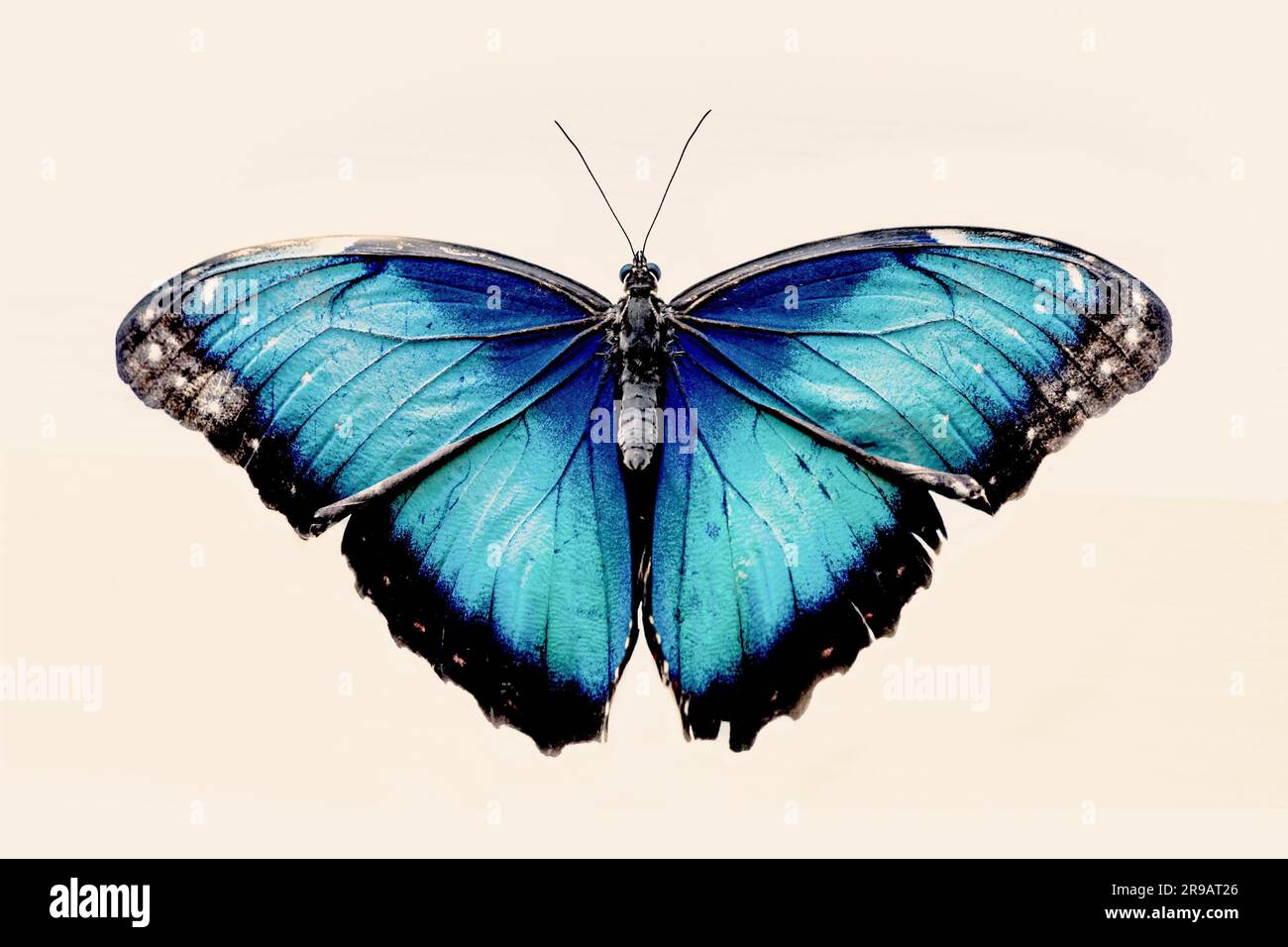 Butterfly wings spread open hi-res stock photography and images - Alamy