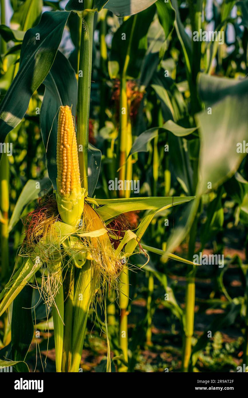 Fresh yellow corn on a green field Stock Photo - Alamy