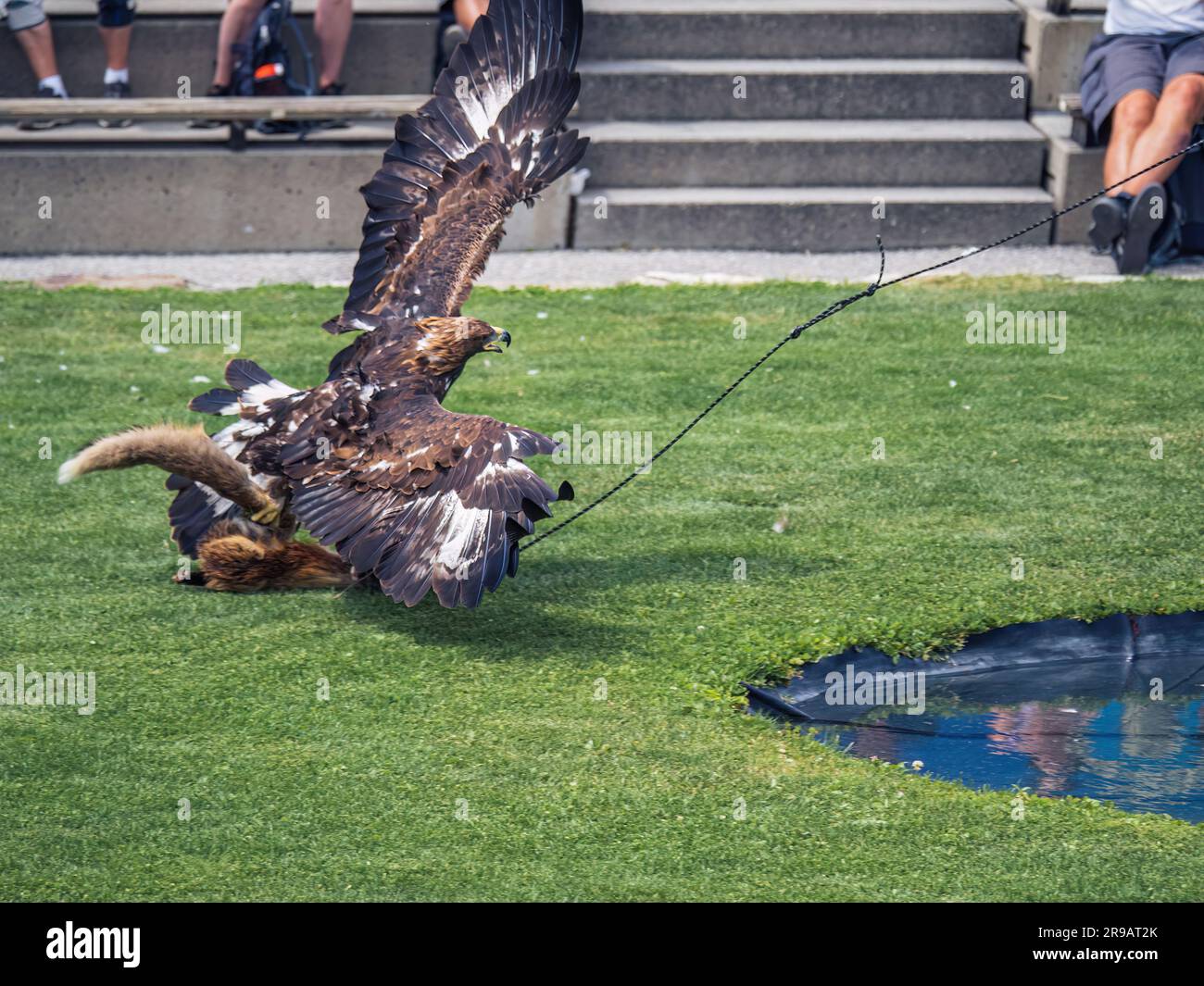Golden eagle catching a dummy prey at a performance show at Adler-Arena ...