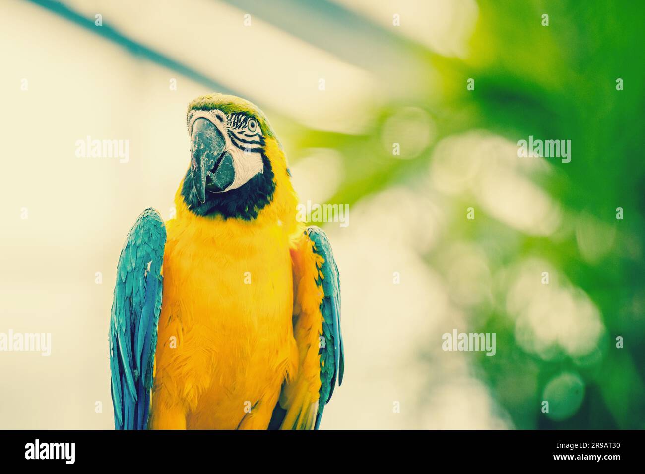 Beautiful macaw parrot in natural enviroment Stock Photo - Alamy