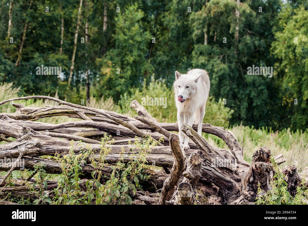 Beautiful arctic wolf standing on a tree in the forest Stock Photo - Alamy