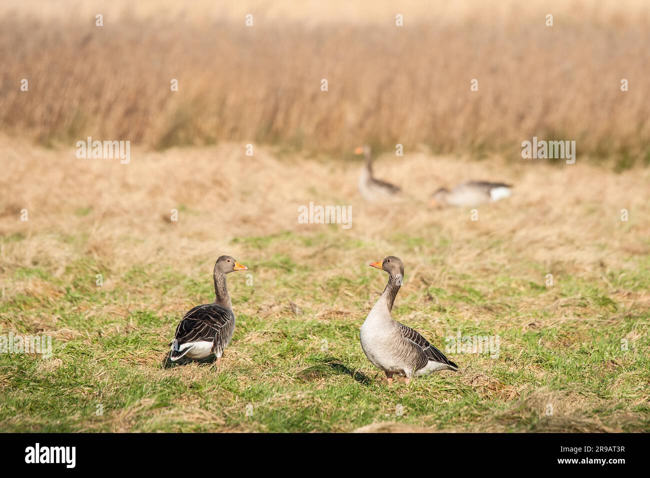 Couple of wild geese on a countryside field Stock Photo - Alamy