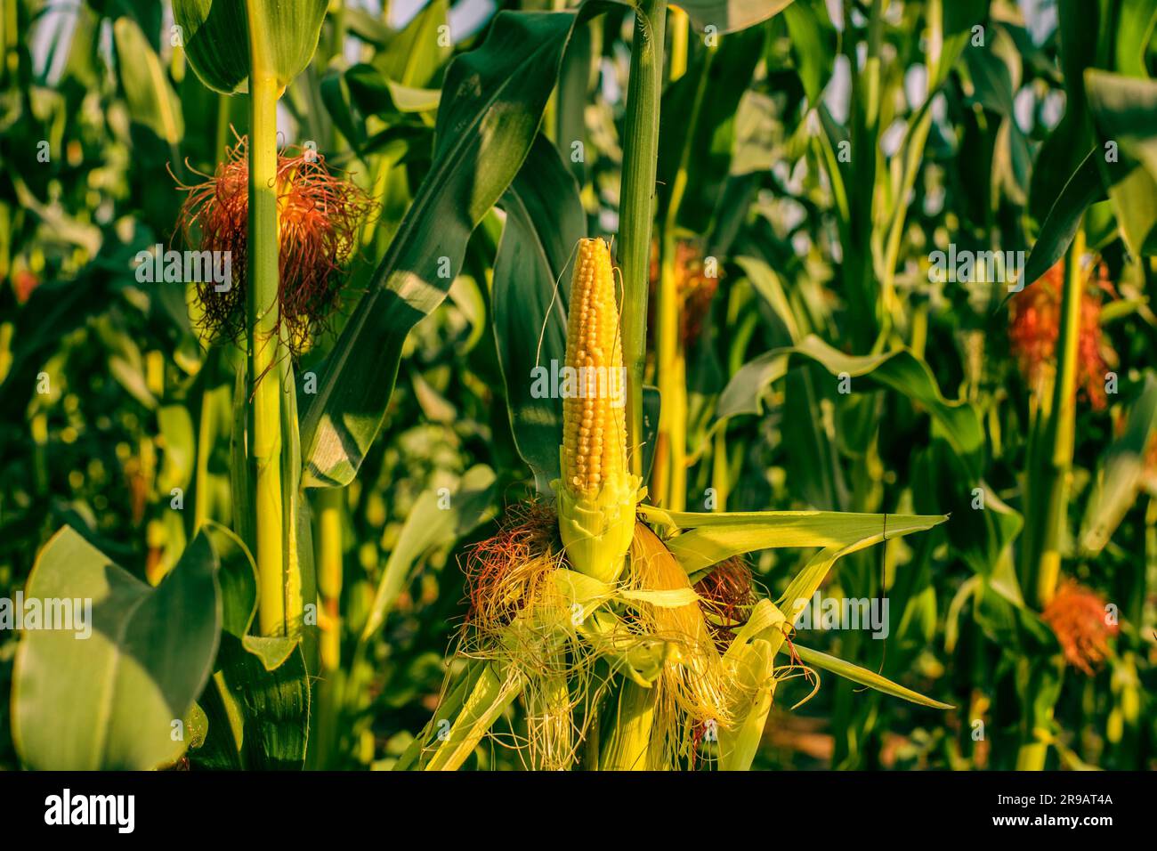 Peeled corn on a field with many crops Stock Photo - Alamy