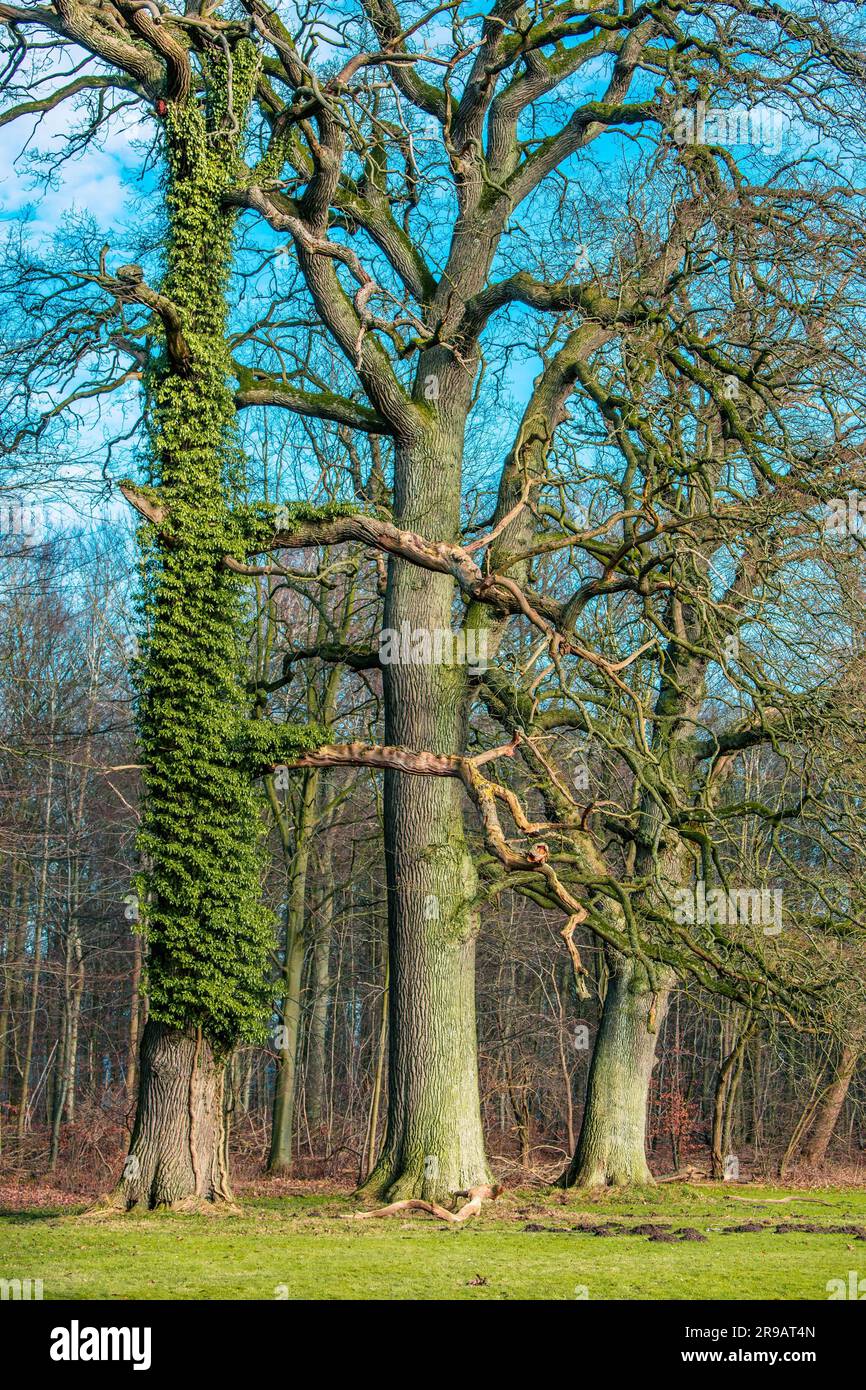 Old tree with green climbing ivy at a forest Stock Photo - Alamy