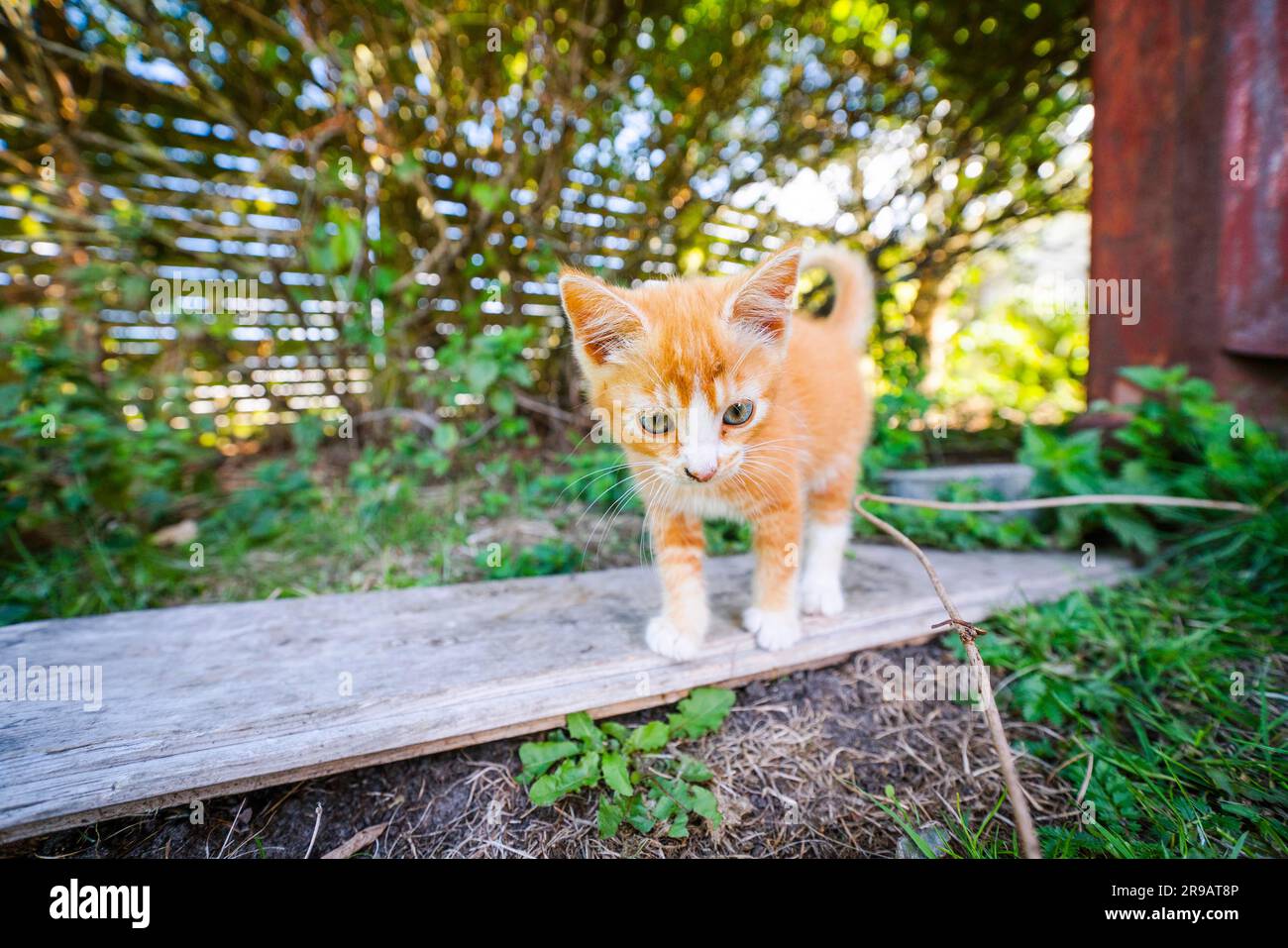 Cute kitten in orange color walking around in a garden in the ...