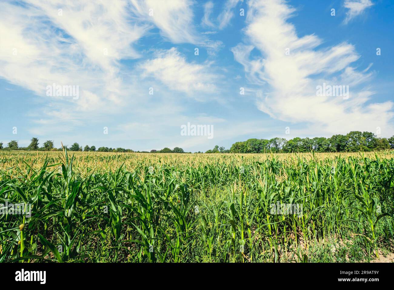 Corn field in the summer with fresh green maize under a blue sky Stock ...