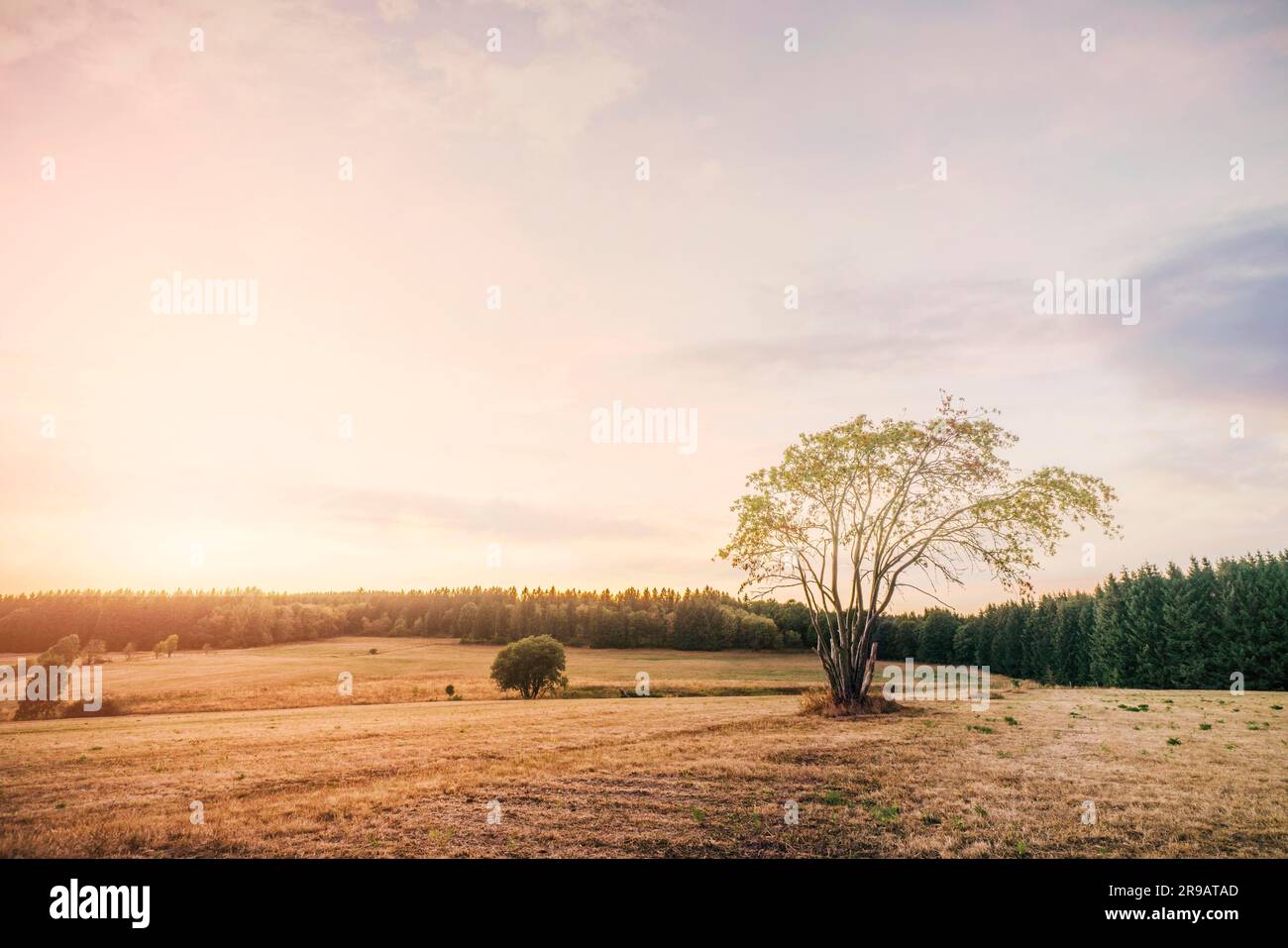 Beautiful sunset over dry fields in the summer with pine tree forest ...