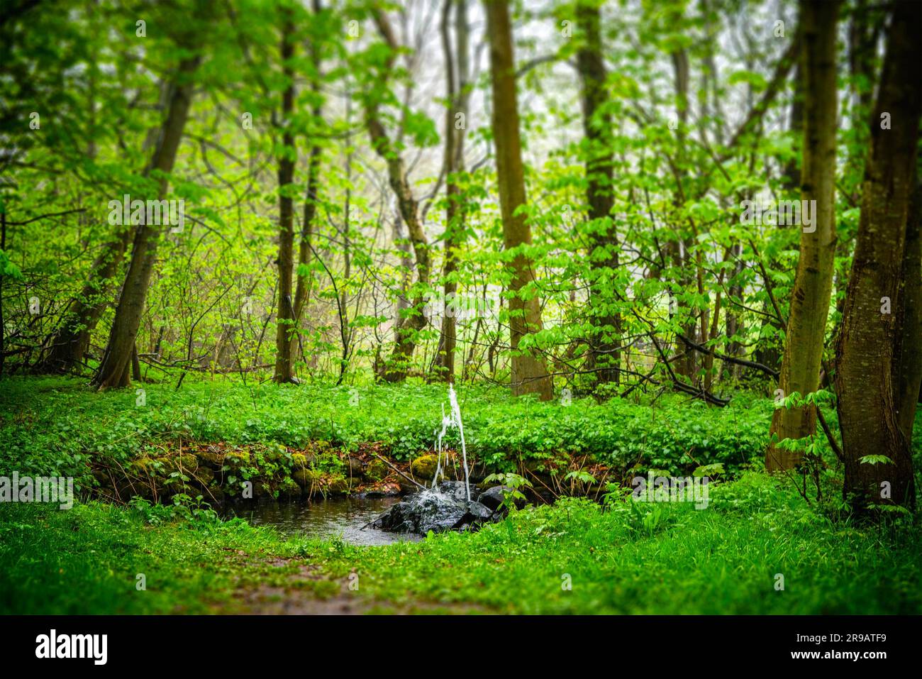 Small fountain in a green forest in the spring with moist on the leaves ...