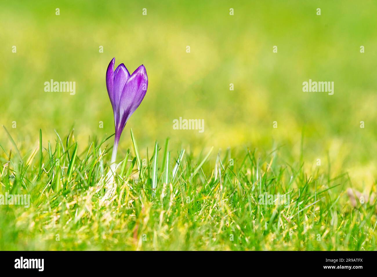 Crocus lawn hi-res stock photography and images - Alamy
