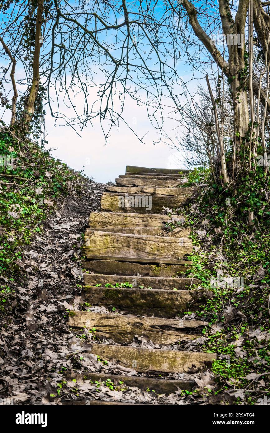 Wooden stairs in a forest with green ivy leading to a blue sky in ...