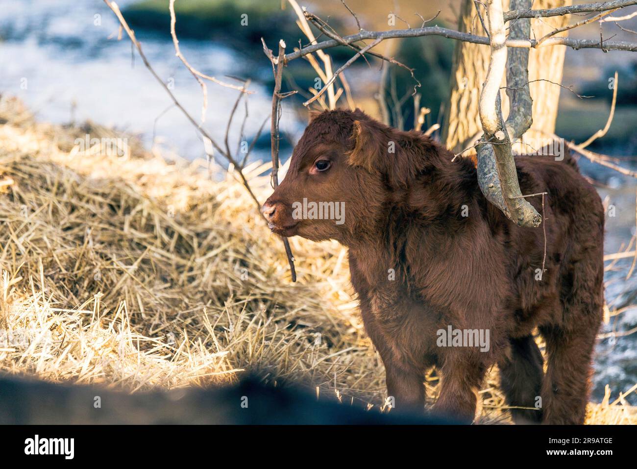 Young calf standing outdoors in the winter with golden hay by a tree ...