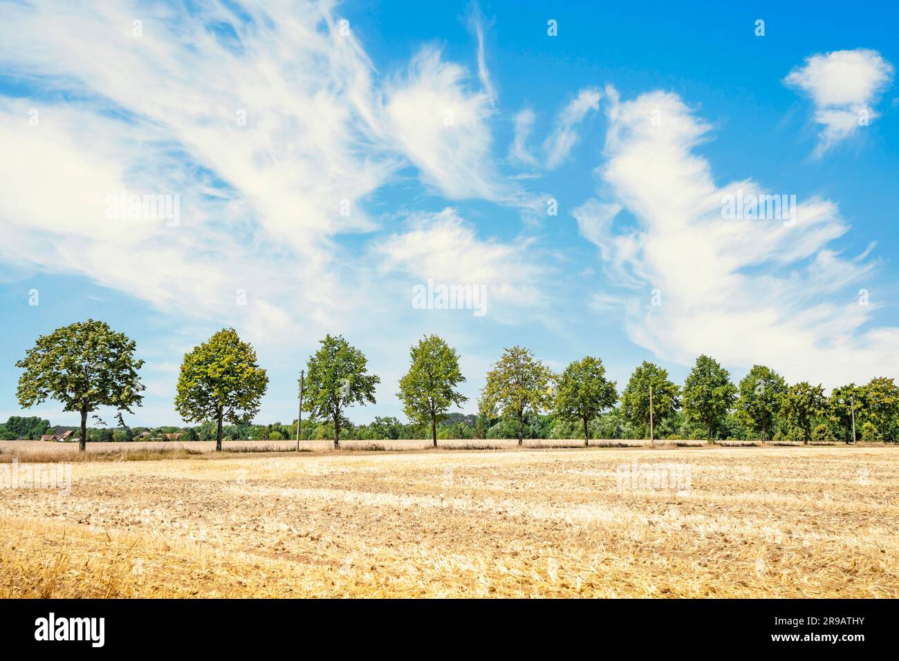 Green trees on a row in the summer on a dry field with golden grass ...