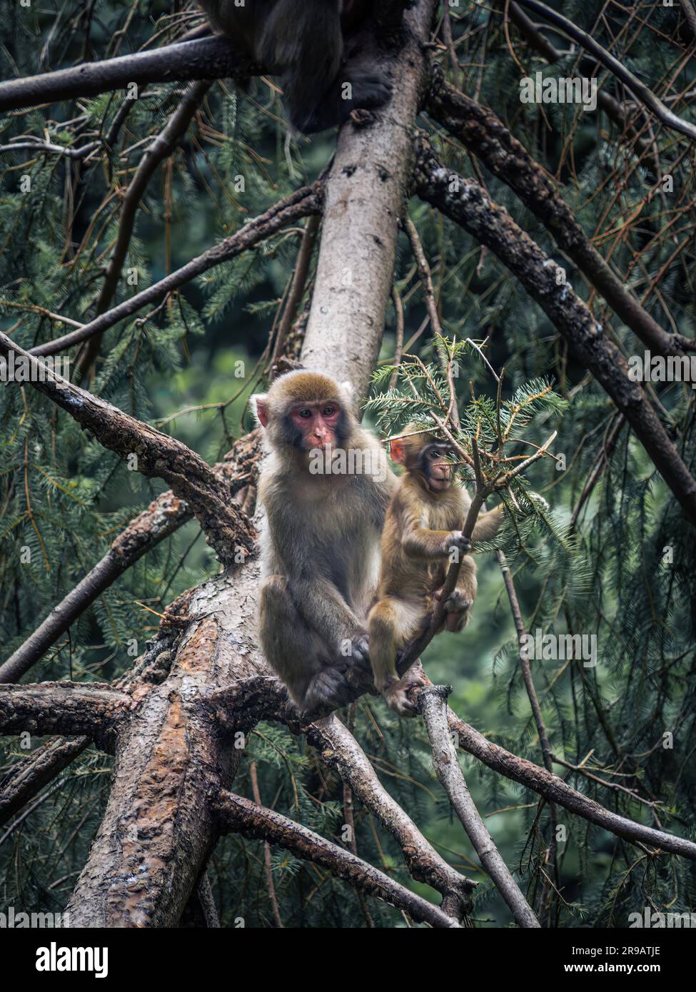 Japanese snow monkey mother with its baby sitting on a tree looking ...