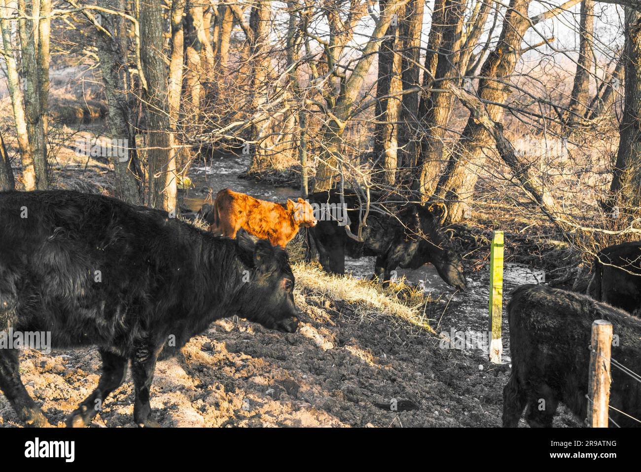 Cattle in a forest drinking of a small river in the fall on a bright ...