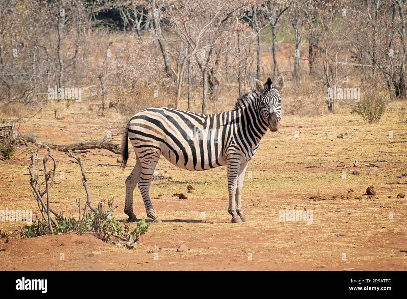 Zebra standing on the savannah looking straight ahead in the summer sun ...