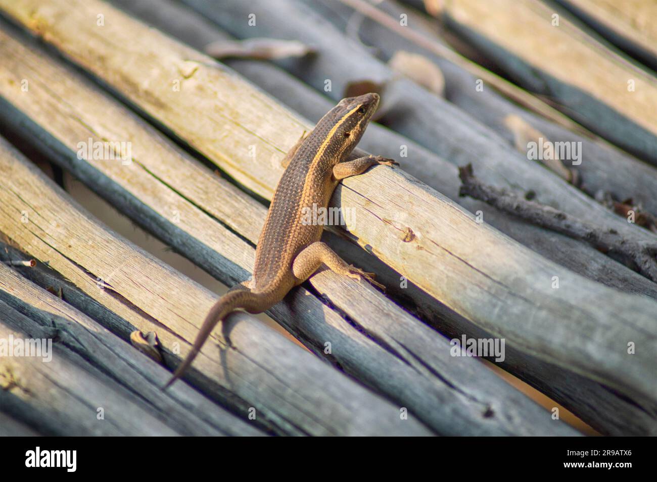 Small lizard climbing a pile of branches uder the hot sun in South ...