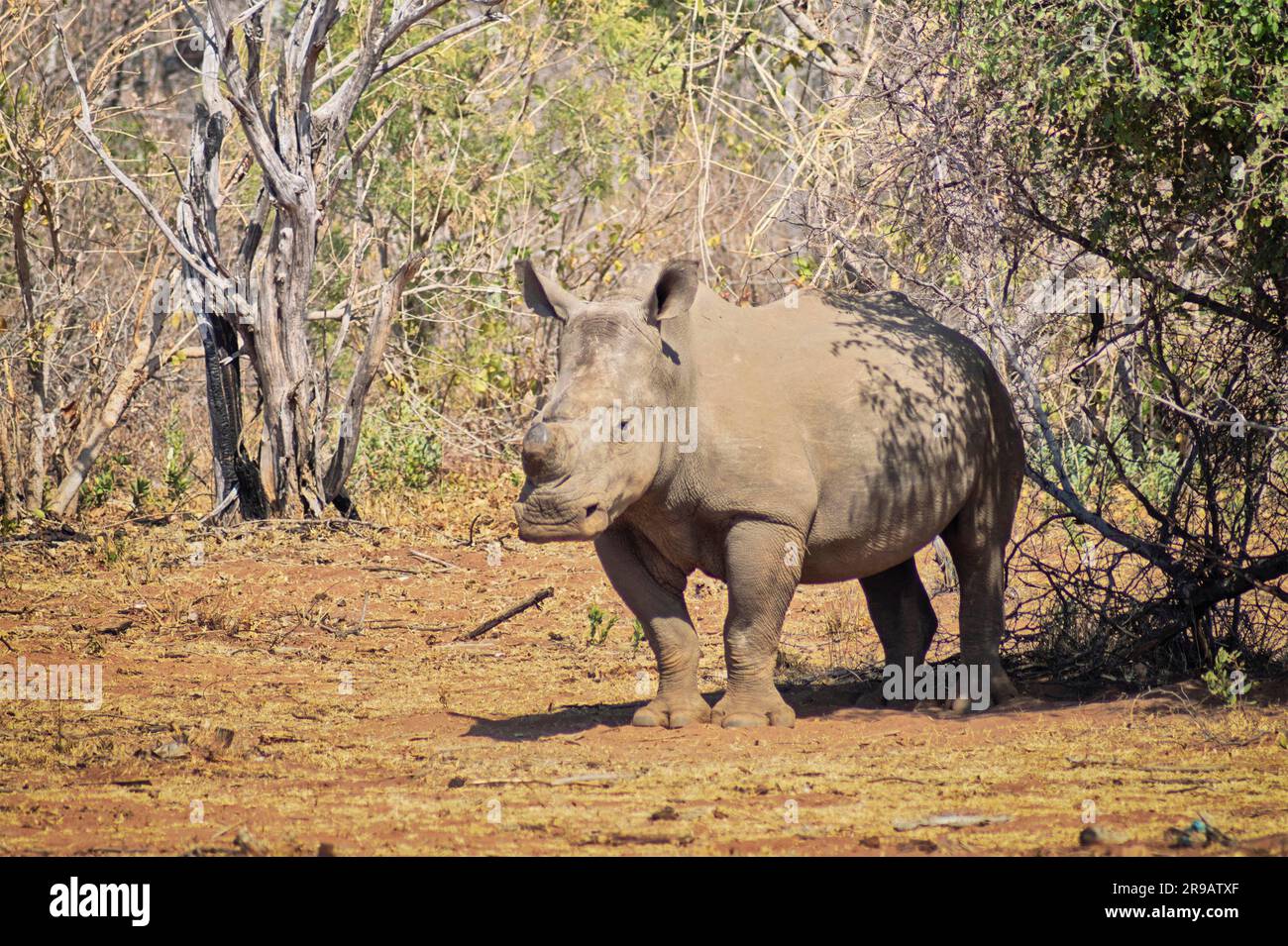 Rhino standing under a tree in the south african savannah in the hot ...