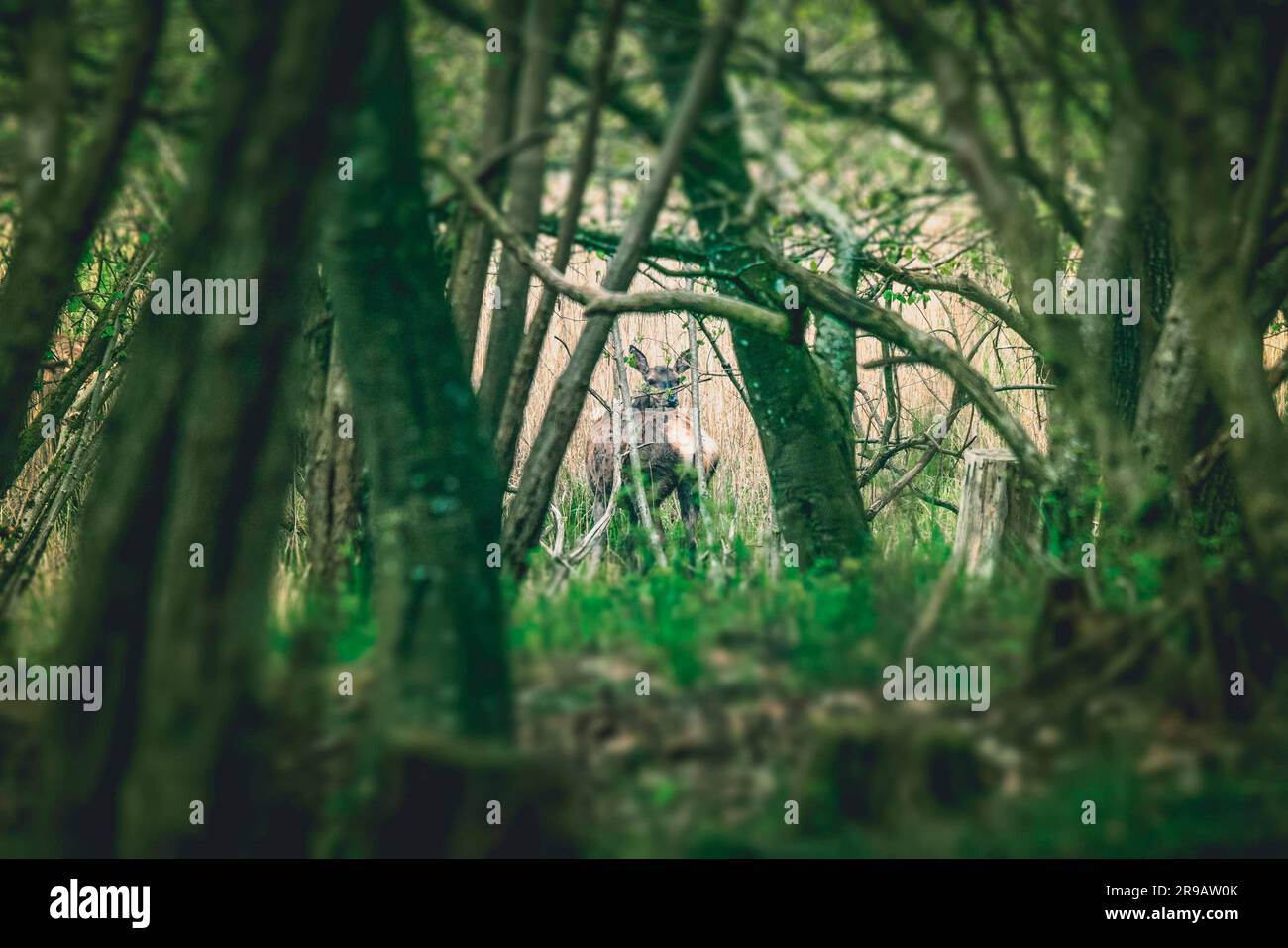 Deer looking back in a forest clearing in the early spring Stock Photo ...