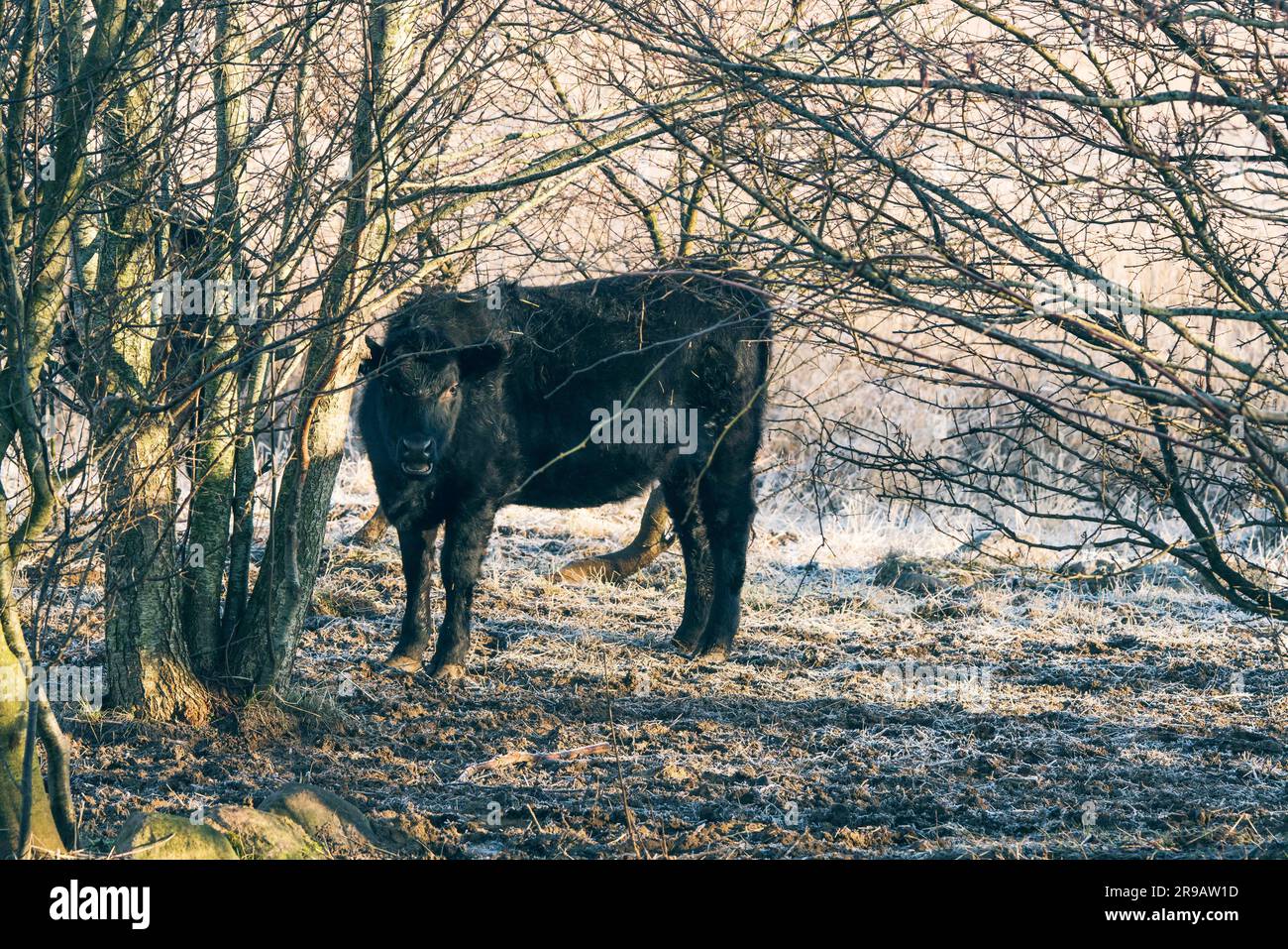 Cow standing in winter hi-res stock photography and images - Alamy