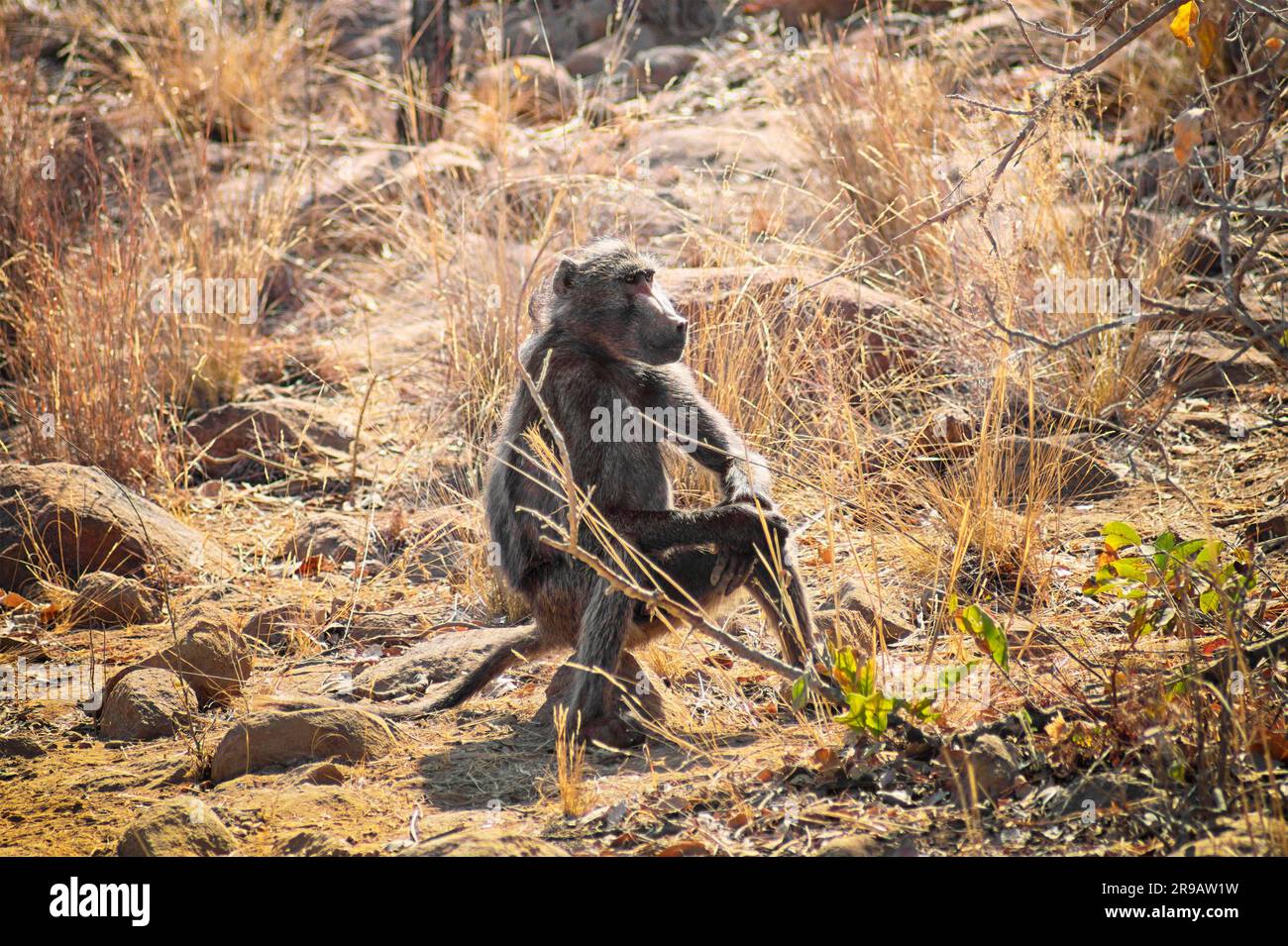 Baboon sitting on a rock on the savannah in the sun thinking about life Stock Photo - Alamy